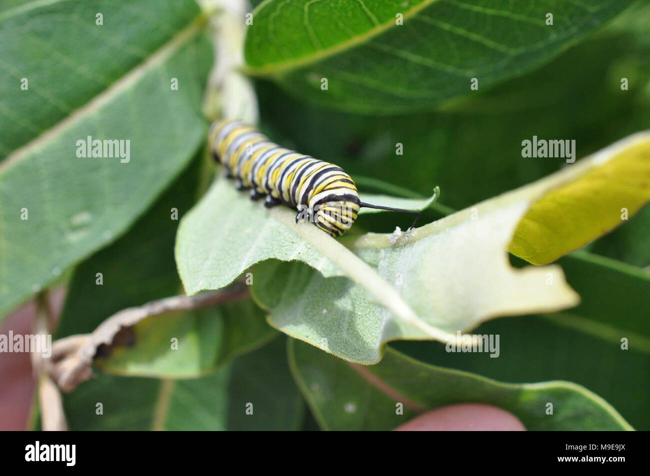 Monarch Caterpillar at Genoa National Fish Hatchery in Wisconsin Stock ...