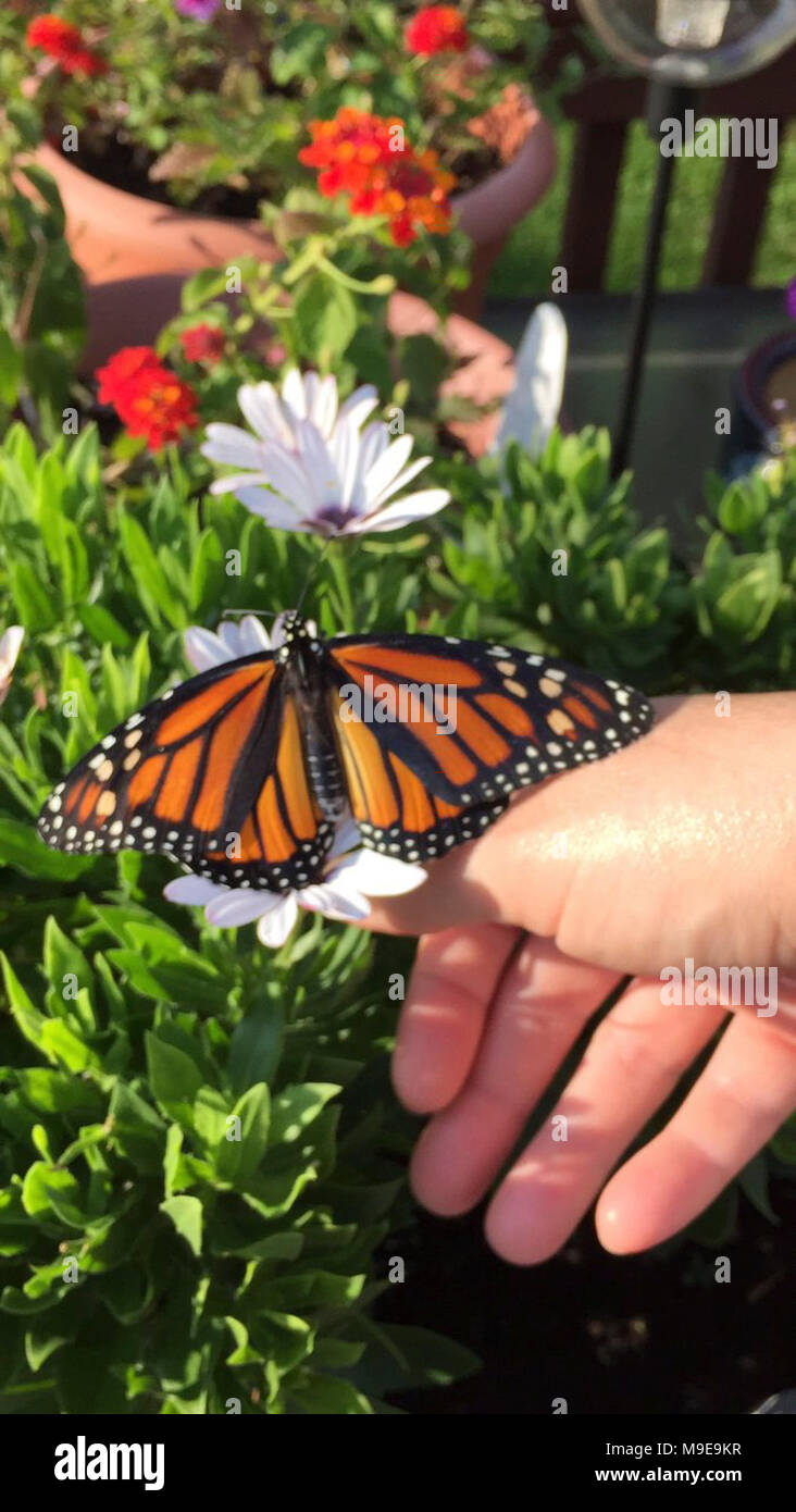 Monarch Butterfly in Minnesota Stock Photo - Alamy