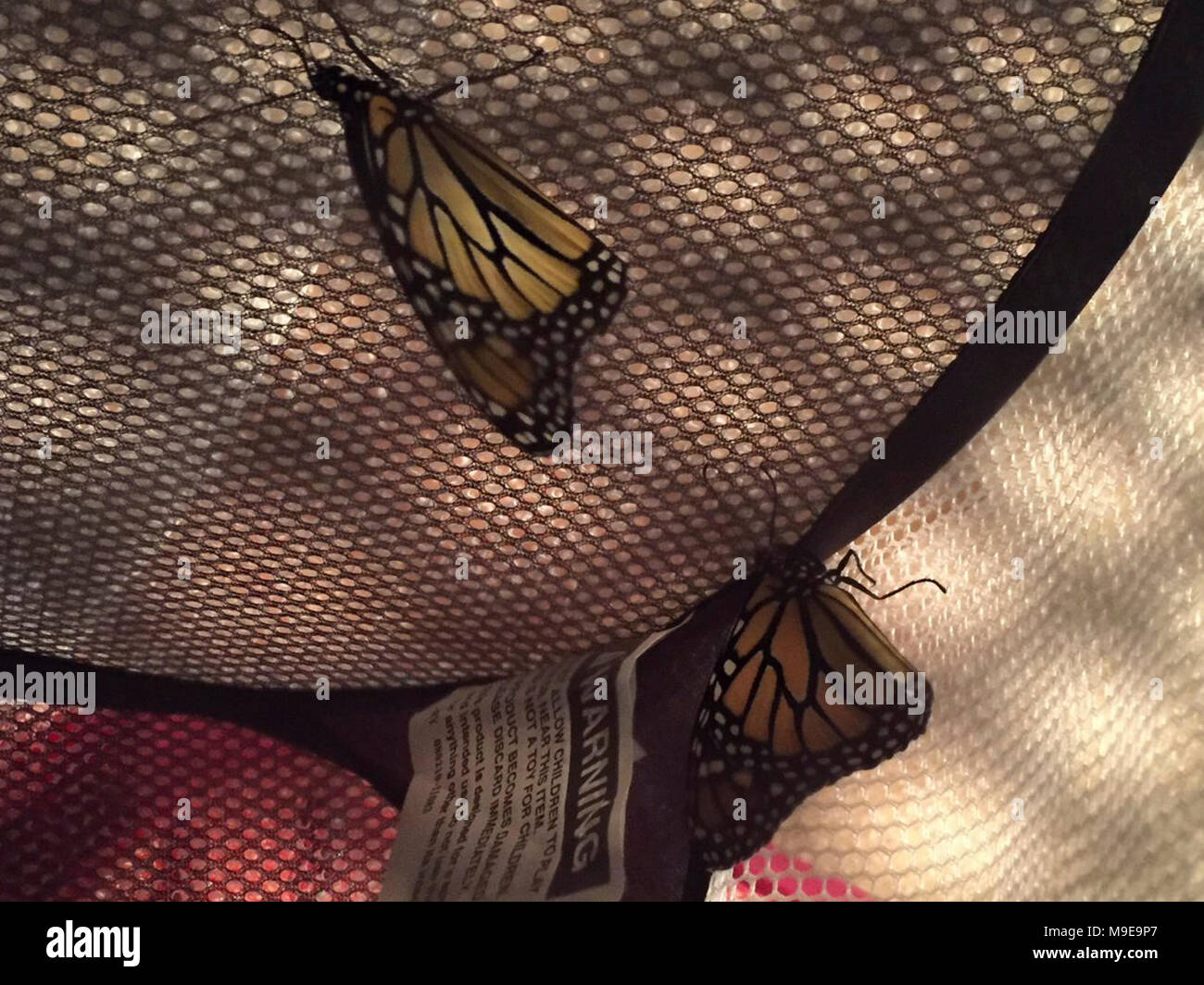 Monarch Butterflies in Minnesota Stock Photo - Alamy