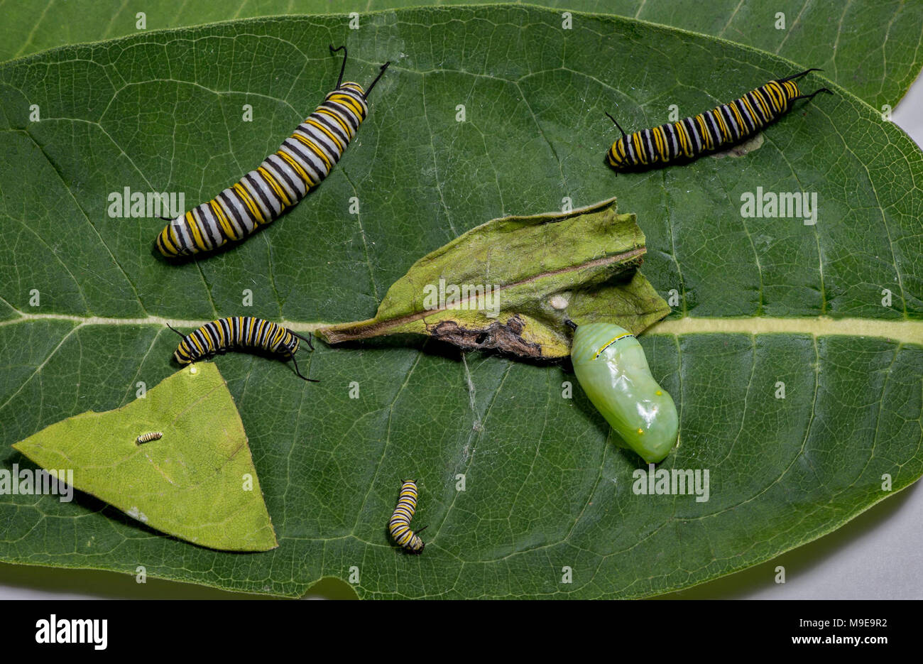 Stages of Monarch Development - Egg to Chrysalis Stock Photo - Alamy