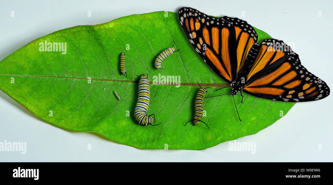 Stages of Monarch Development - Caterpillar and Butterfly Stock Photo - Alamy