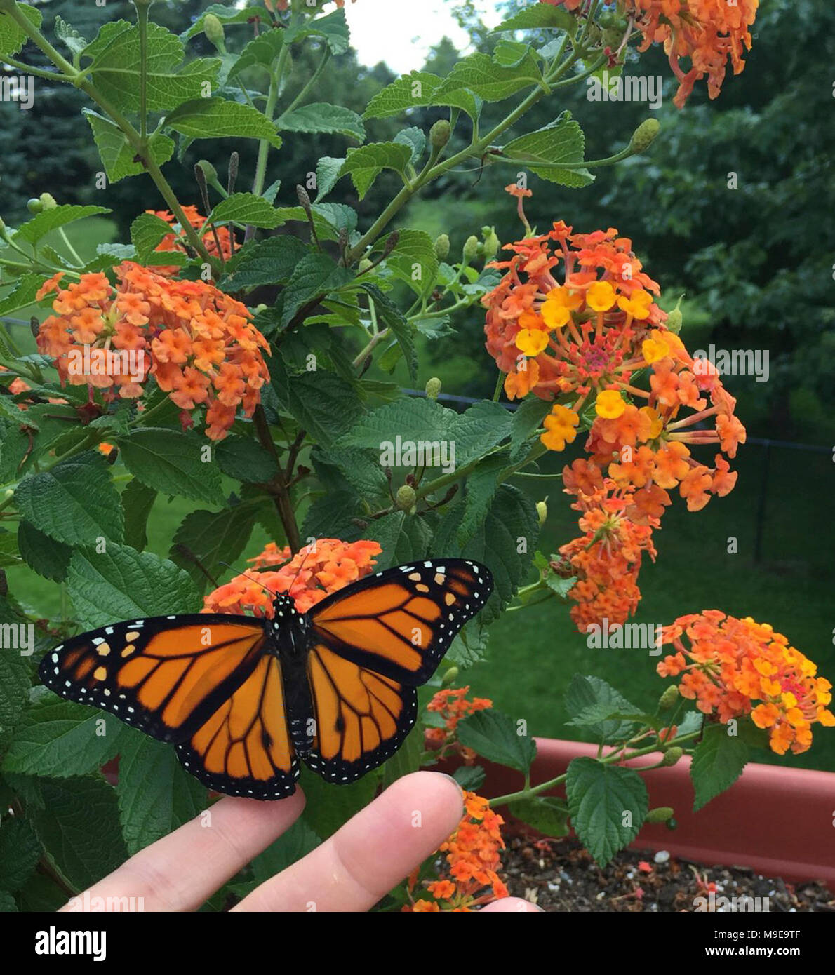 Monarch Butterfly in Minnesota Stock Photo - Alamy