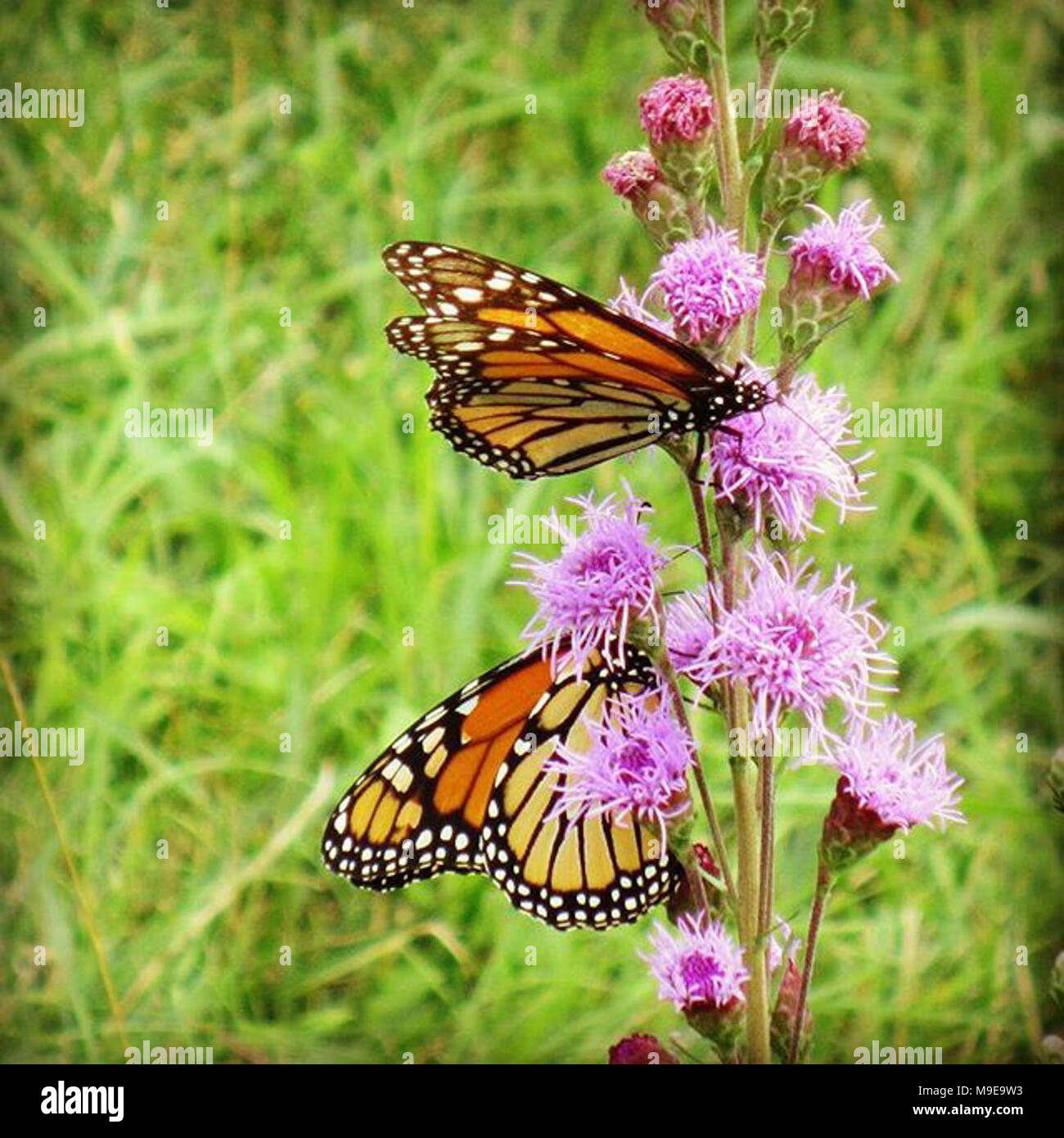 Monarch ne hi-res stock photography and images - Alamy