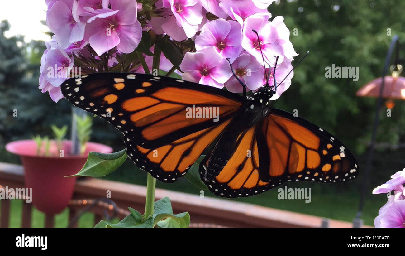 Monarch Butterfly in Minnesota Stock Photo - Alamy