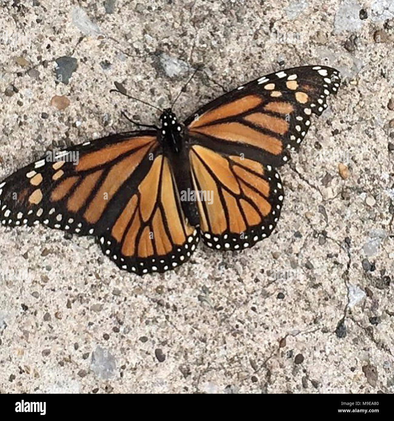 Monarch Butterfly in Illinois Stock Photo - Alamy