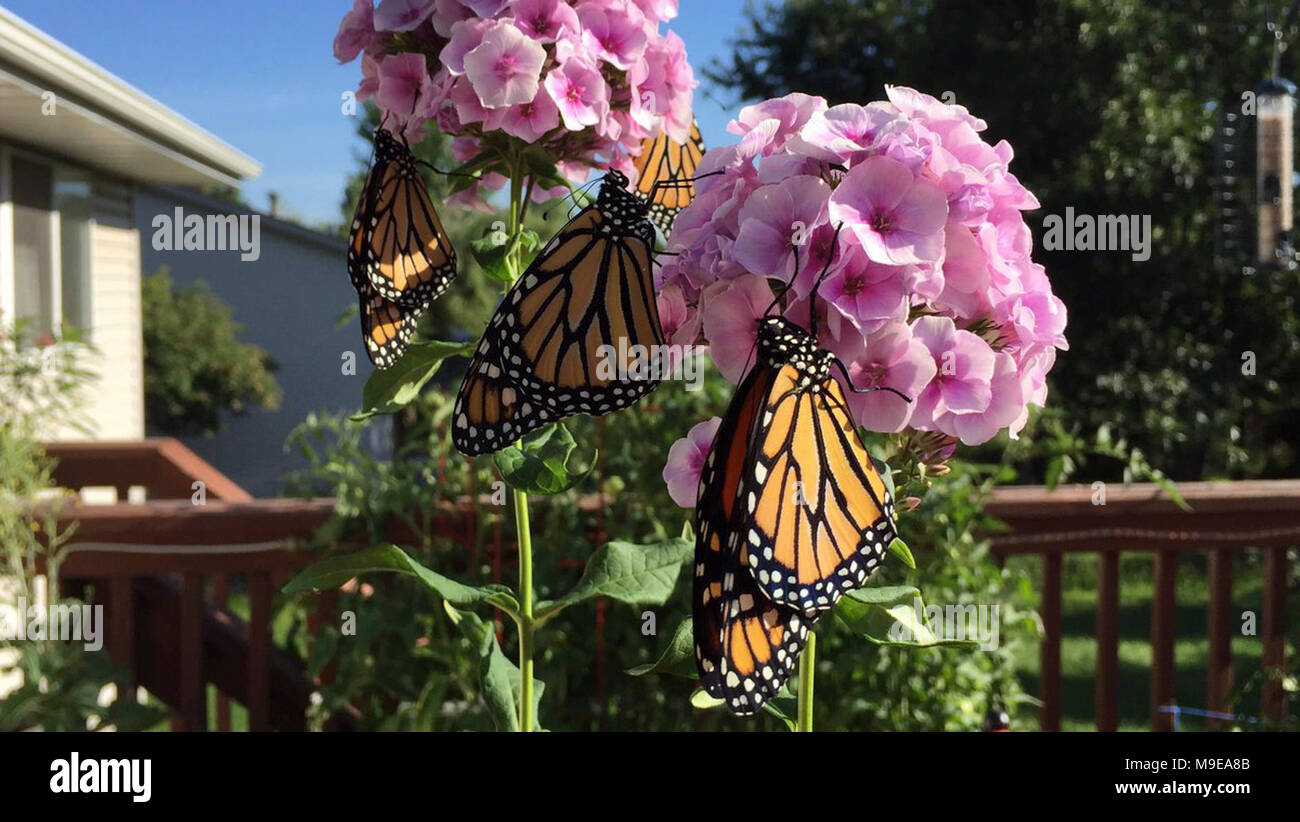 Monarch Butterflies in Minnesota Stock Photo - Alamy