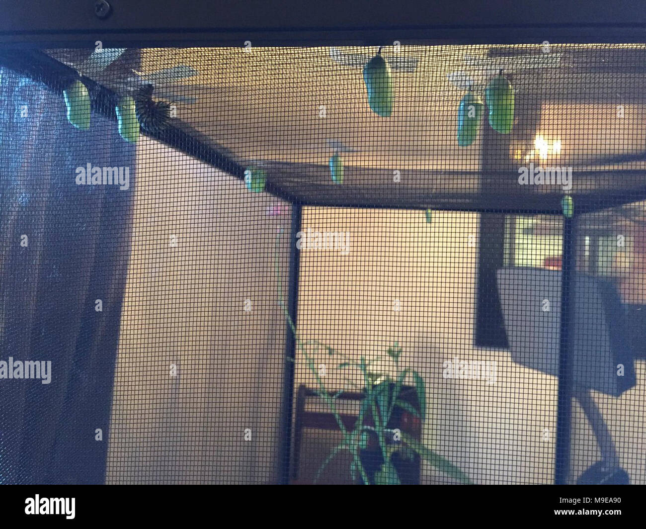 Monarch Chrysalises and Caterpillar Stock Photo - Alamy