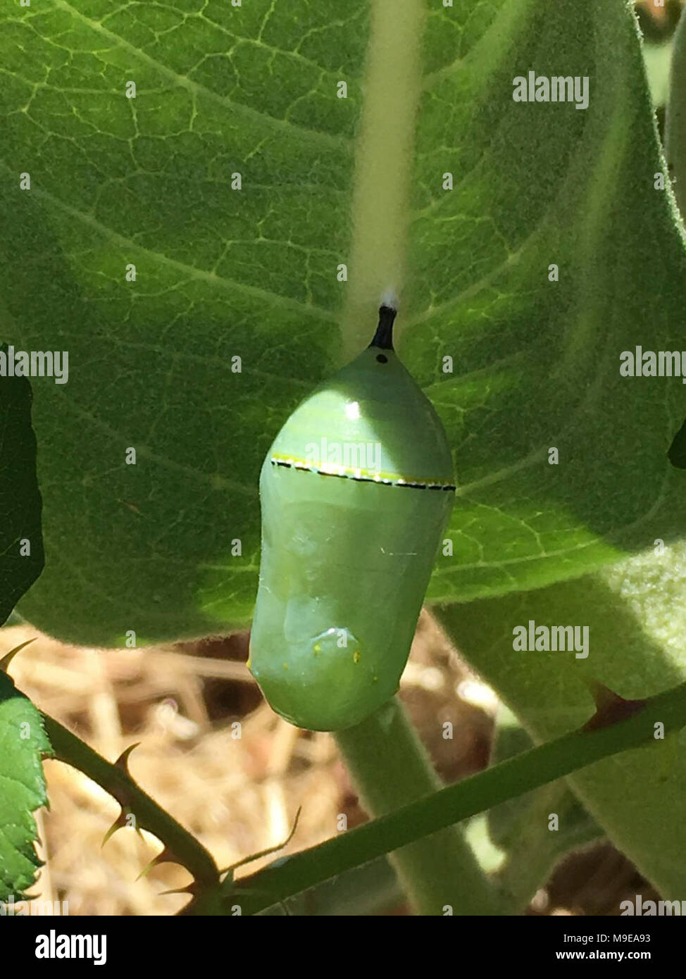 Monarch Chrysalis in North Carolina Stock Photo - Alamy