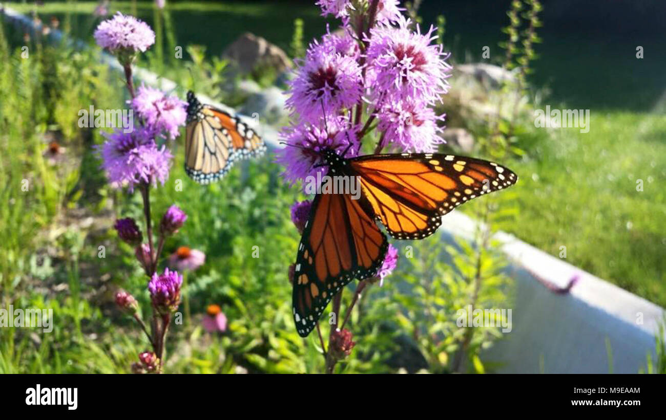 Monarch Butterflies in Indiana Stock Photo - Alamy