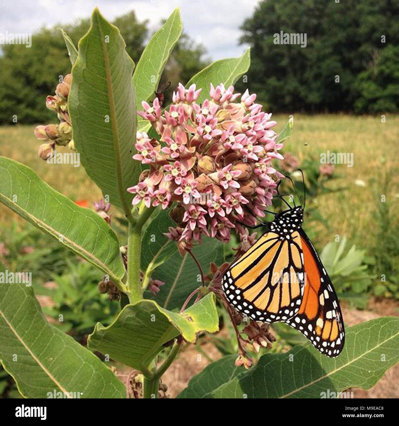 Monarch Butterfly in Michigan Stock Photo - Alamy