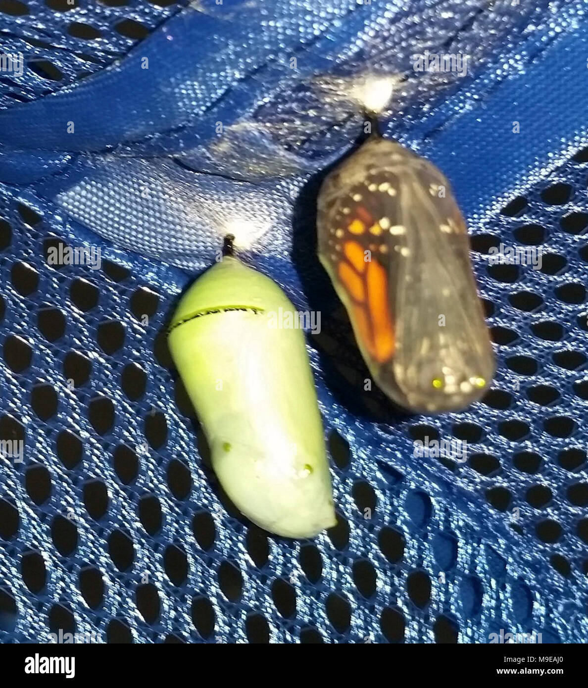 Monarch Chrysalises in California Stock Photo - Alamy