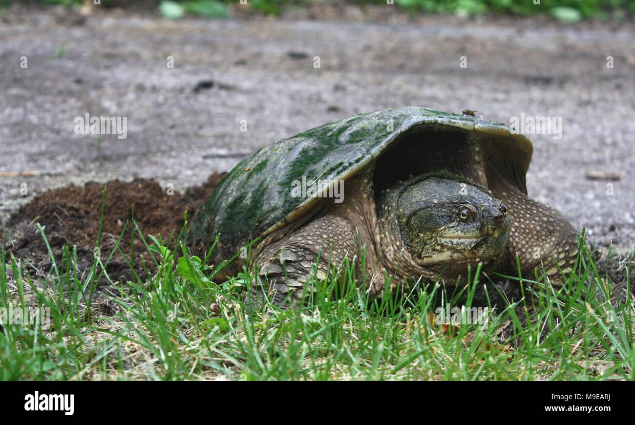Nesting Snapping Turtle Stock Photo - Alamy
