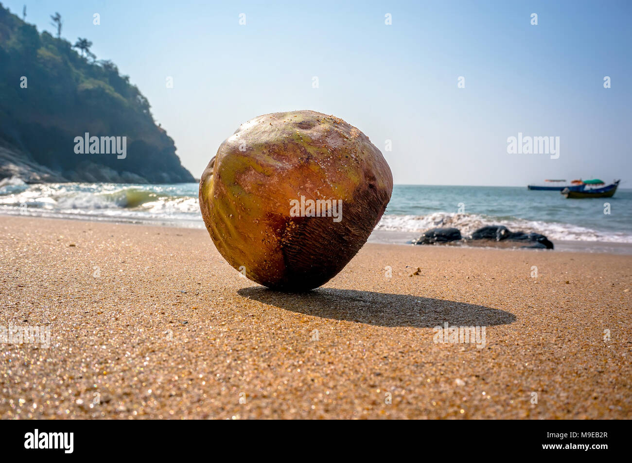 Coconut sitting on the sand with shell with sky background Stock Photo ...