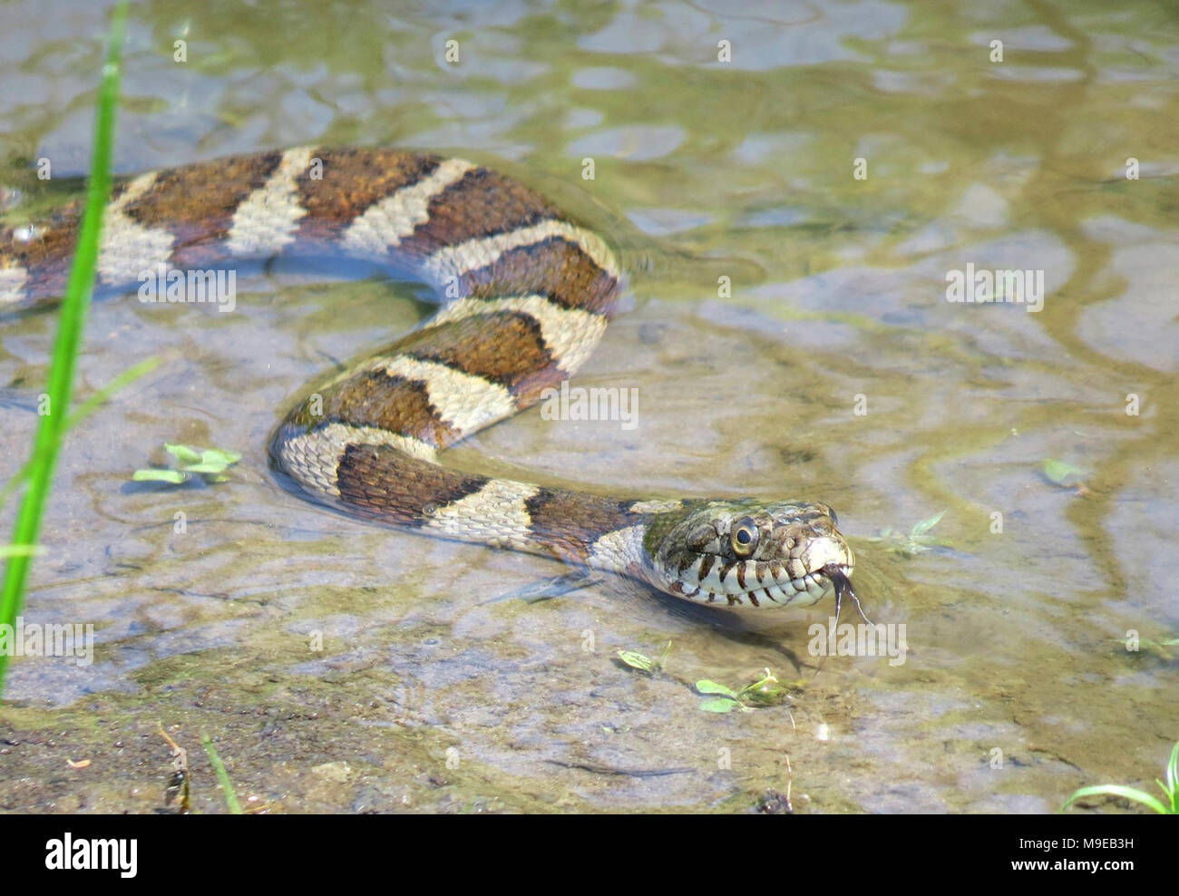 Northern Water Snake Stock Photo - Alamy