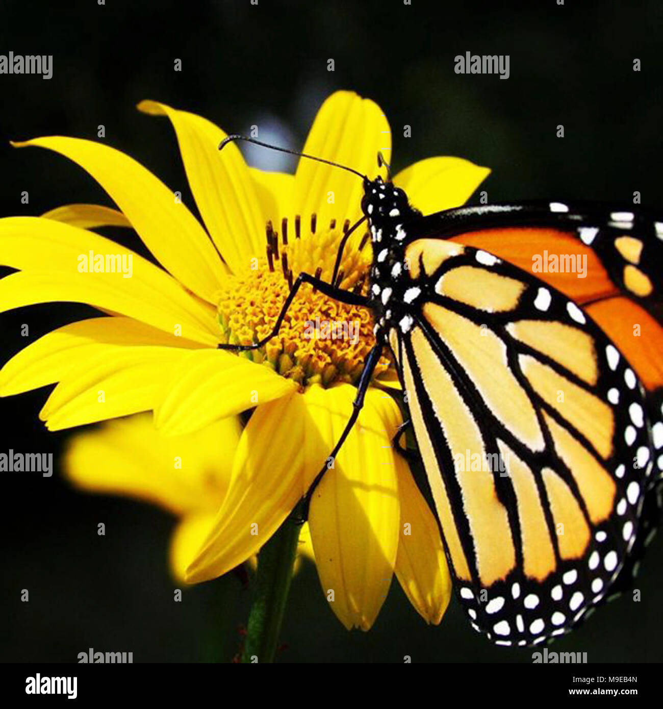Monarch Butterfly in Minnesota Stock Photo - Alamy