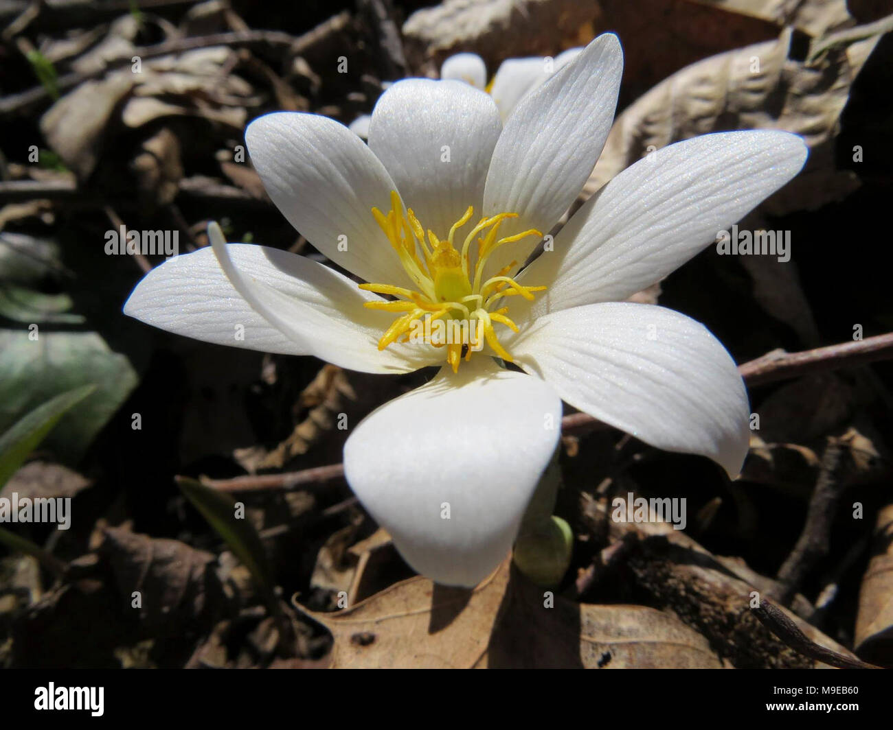 Bloodroot in Bloom Stock Photo - Alamy