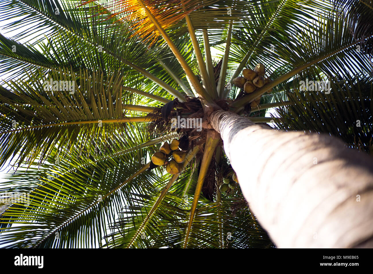 High palm tree with ripe coconuts, view from below. Green natural ...