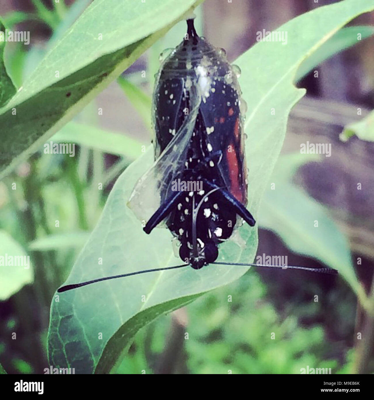 Butterfly Emerging From Chrysalis in Florida Stock Photo - Alamy
