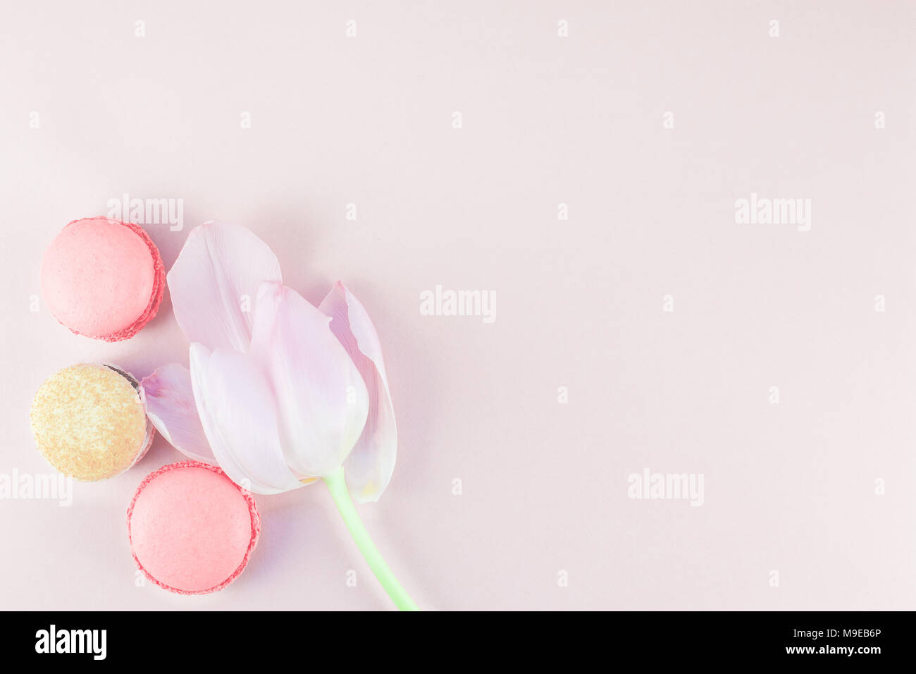 Assorted sweet pastel color macaroons and Pink tulip with petals on a ...