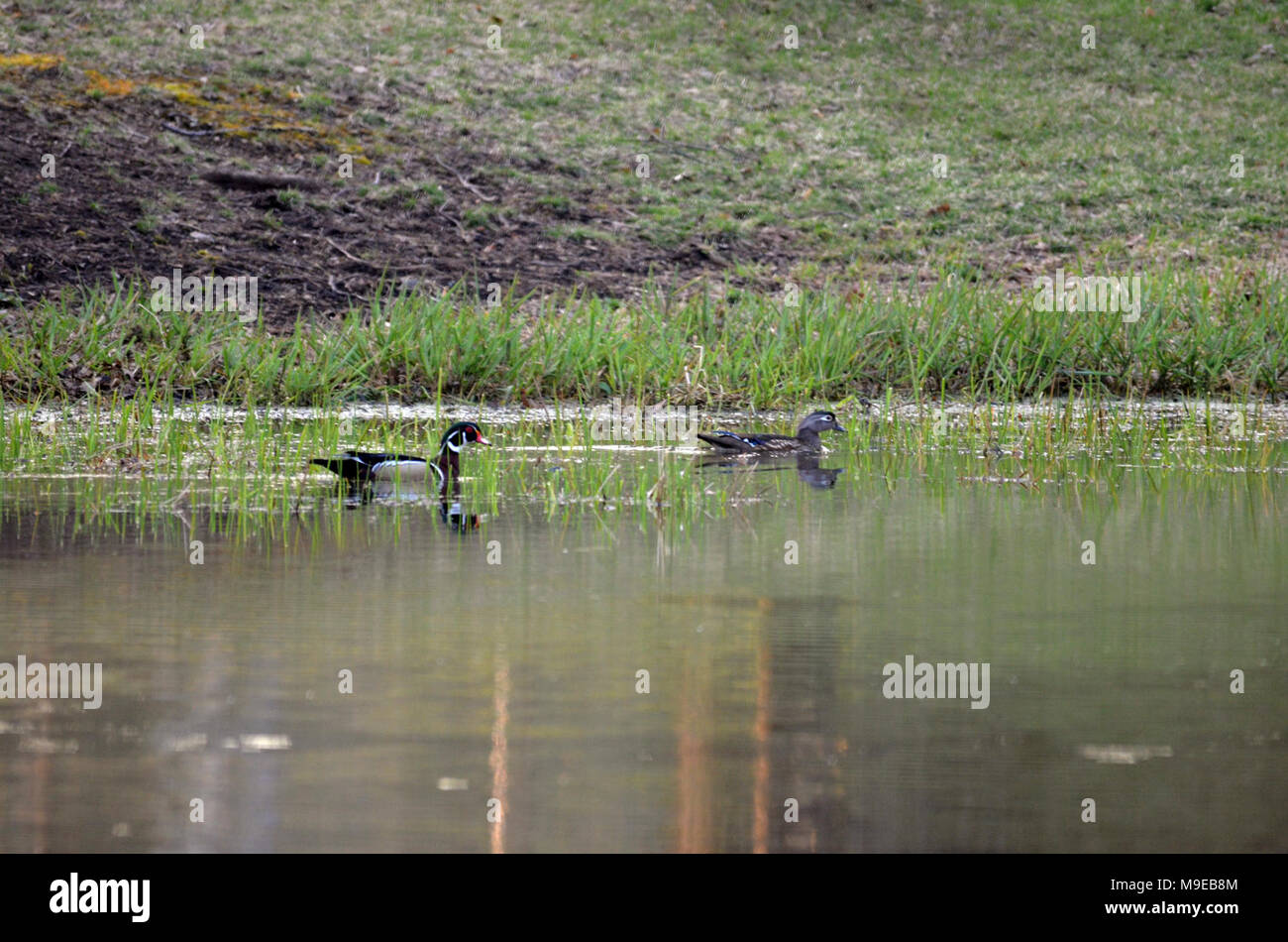 Drake & Hen Wood Duck Stock Photo - Alamy