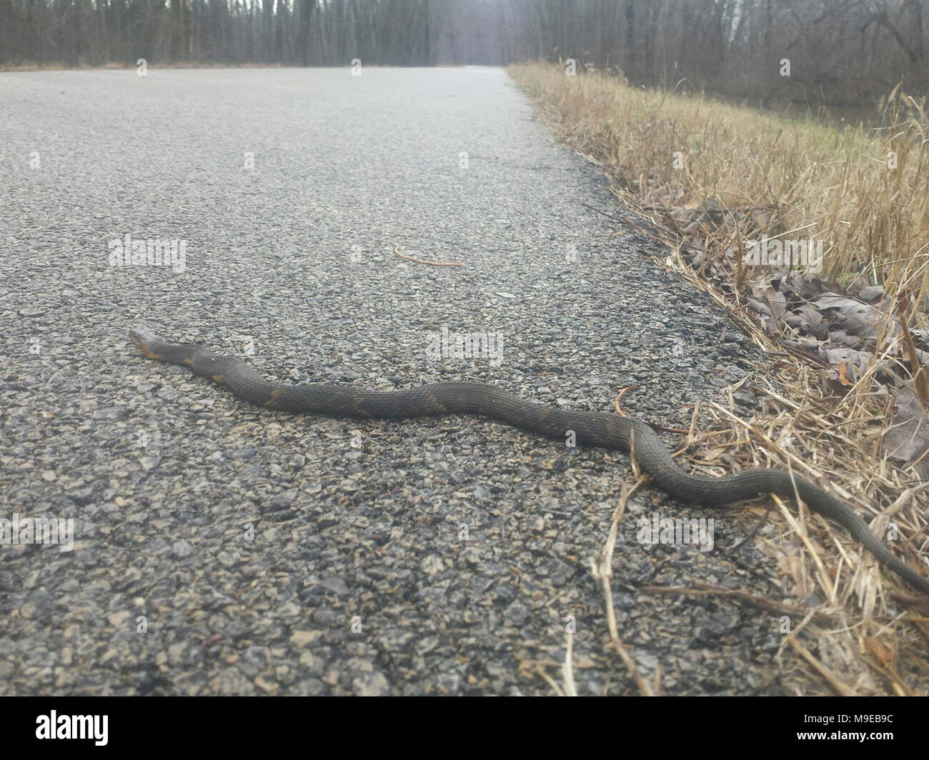 February Snake Sighting Stock Photo - Alamy