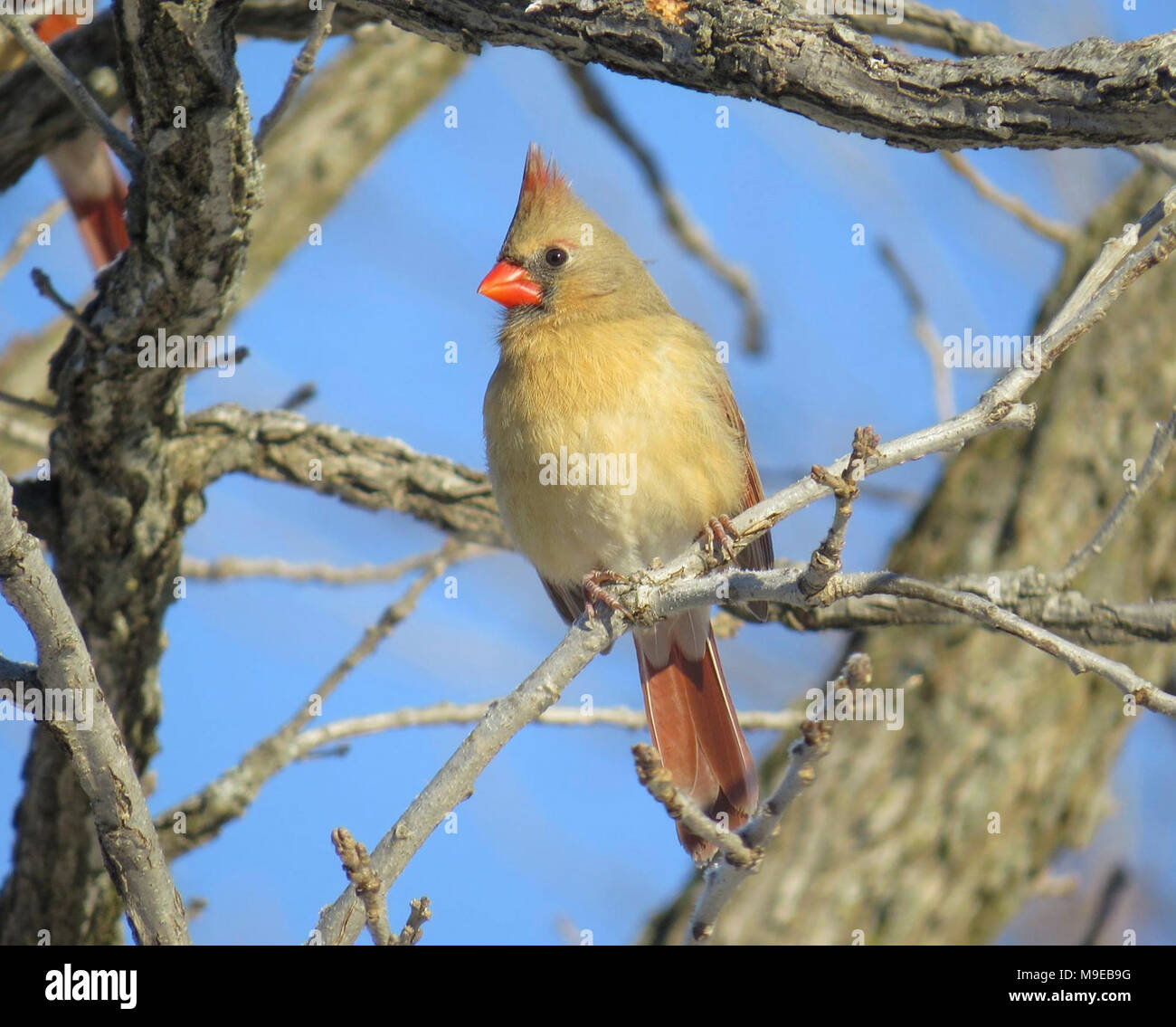 Female Northern Cardinal Stock Photo - Alamy