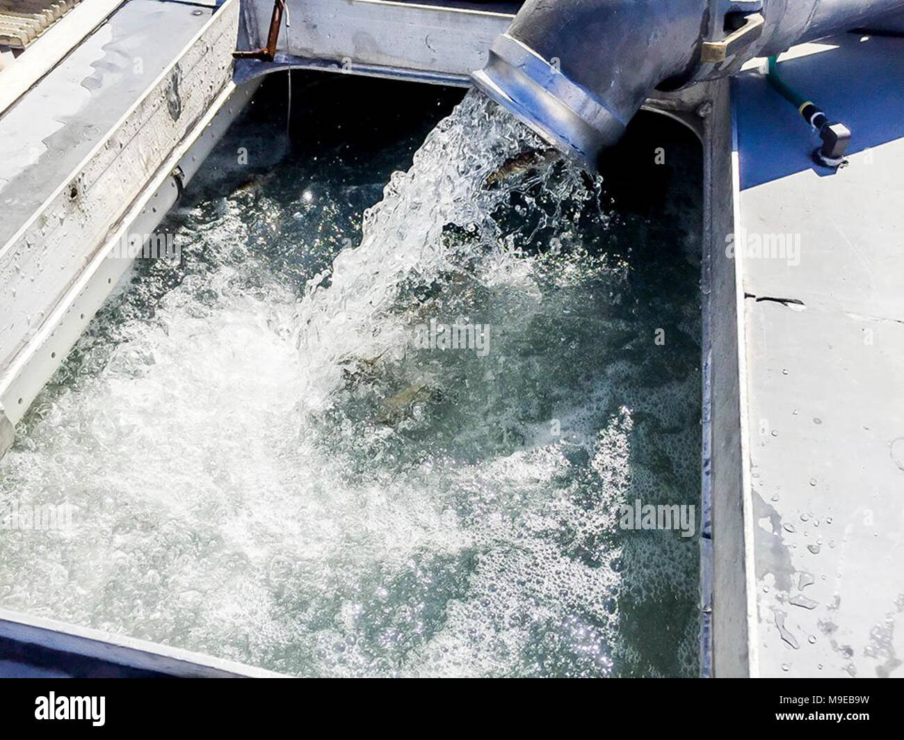 Lake huron fish hi-res stock photography and images - Alamy