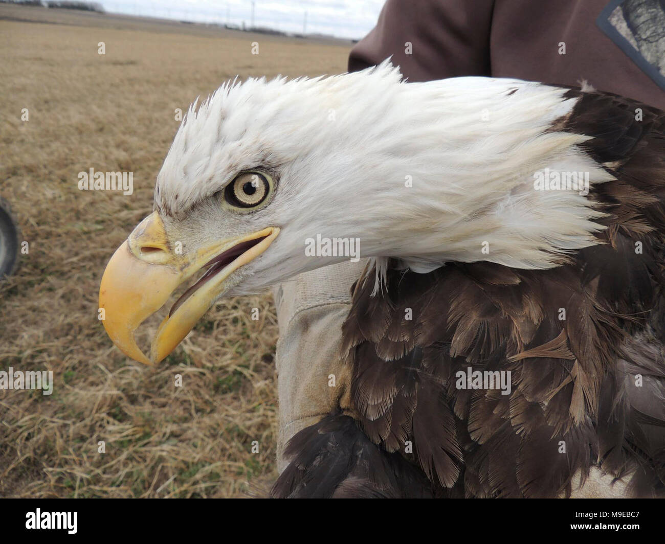 Injured Bald Eagle Stock Photo - Alamy