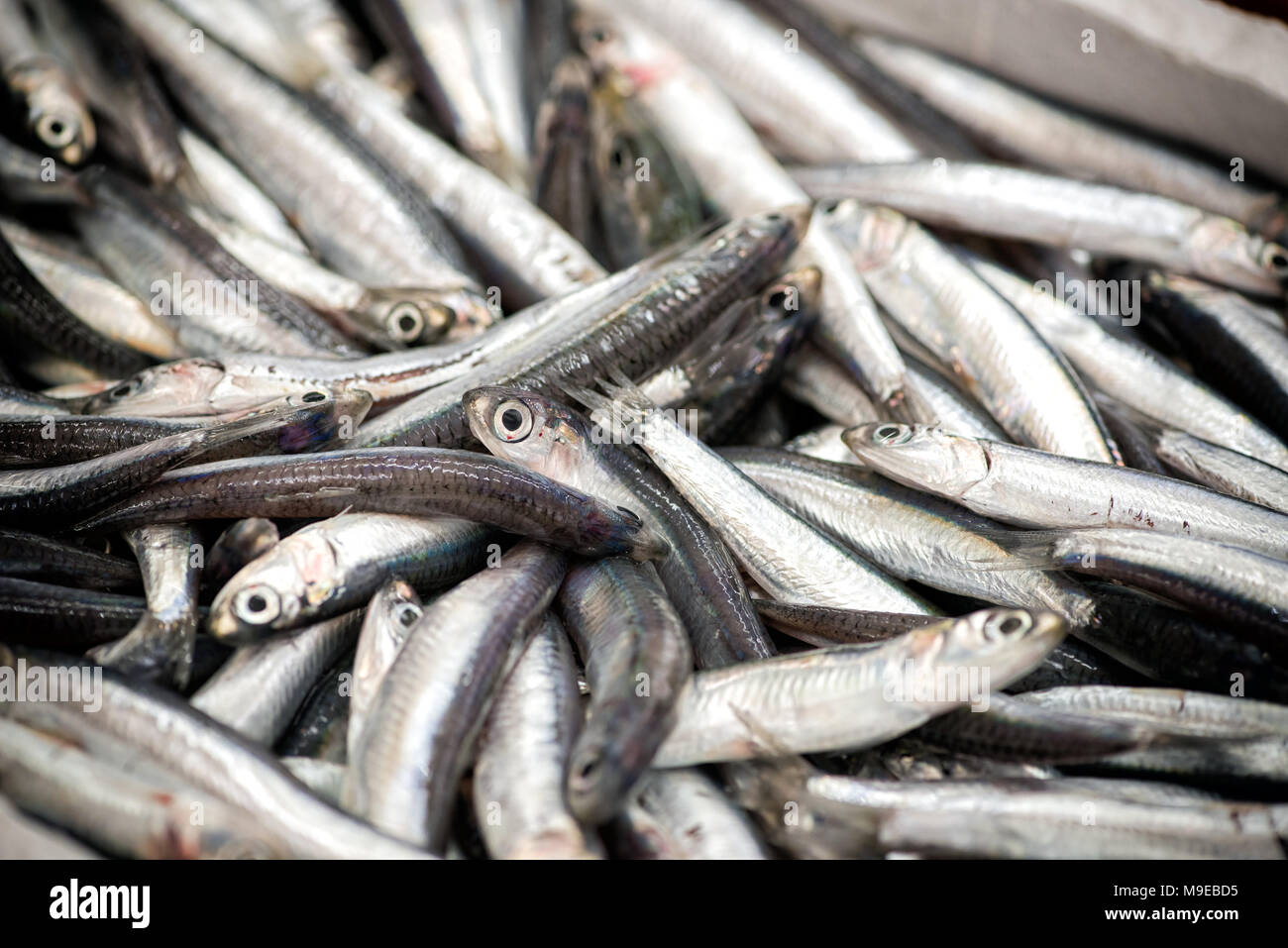 Pilchards hi-res stock photography and images - Alamy