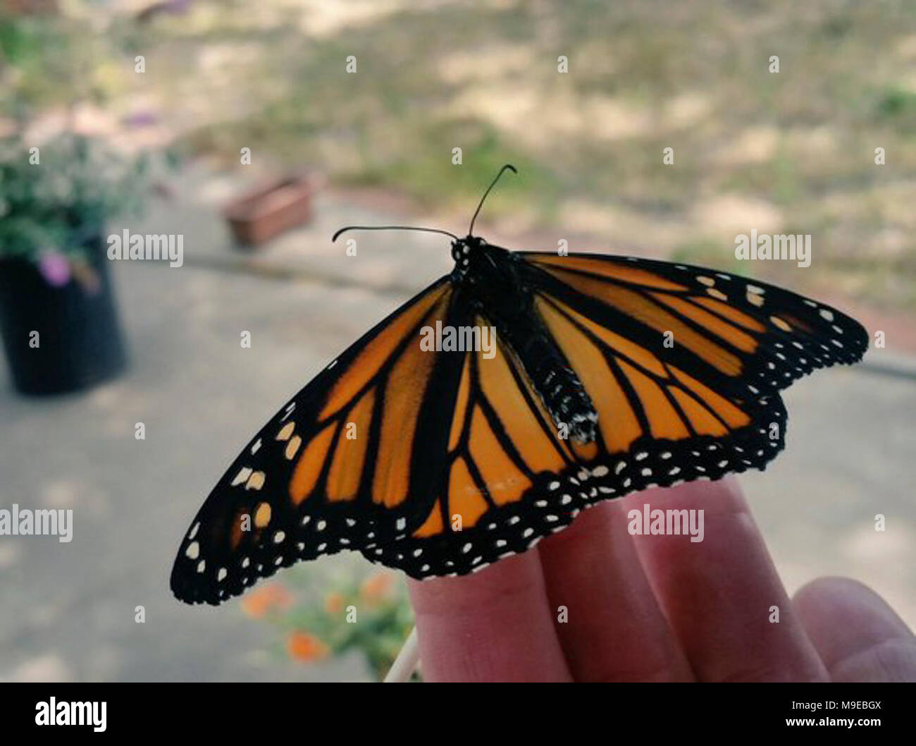 Monarch Butterfly in California Stock Photo - Alamy
