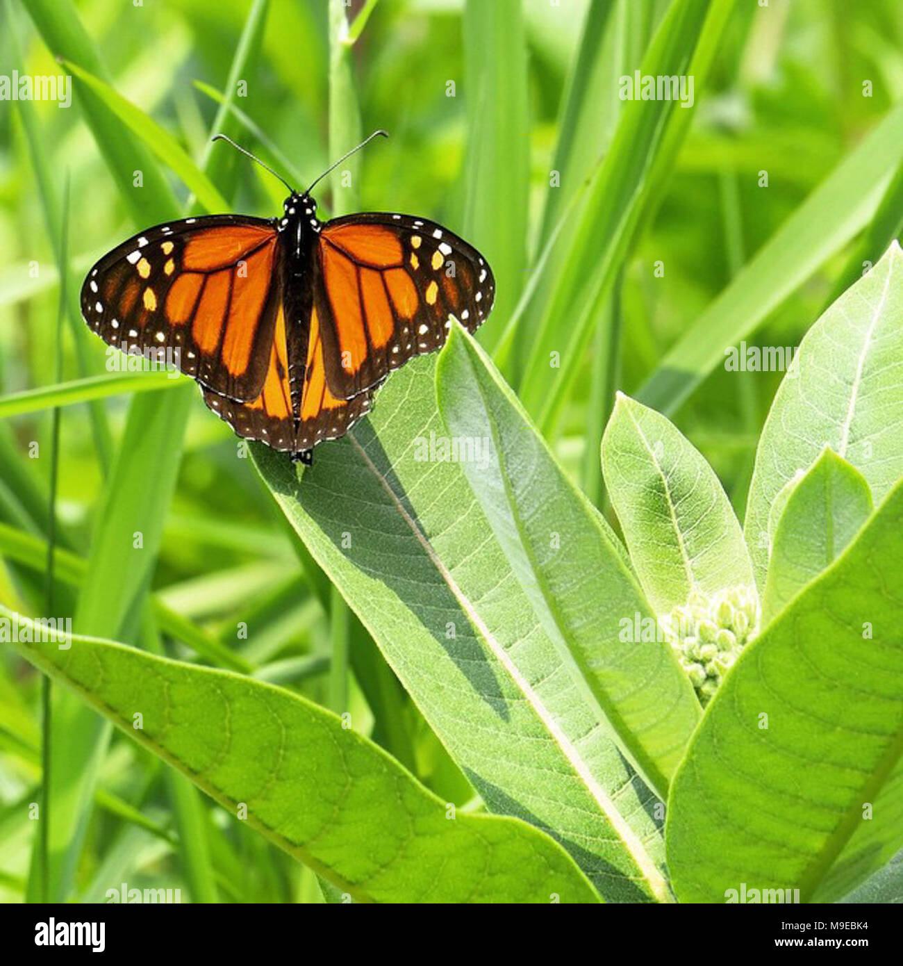 Monarch Butterfly in Michigan Stock Photo - Alamy