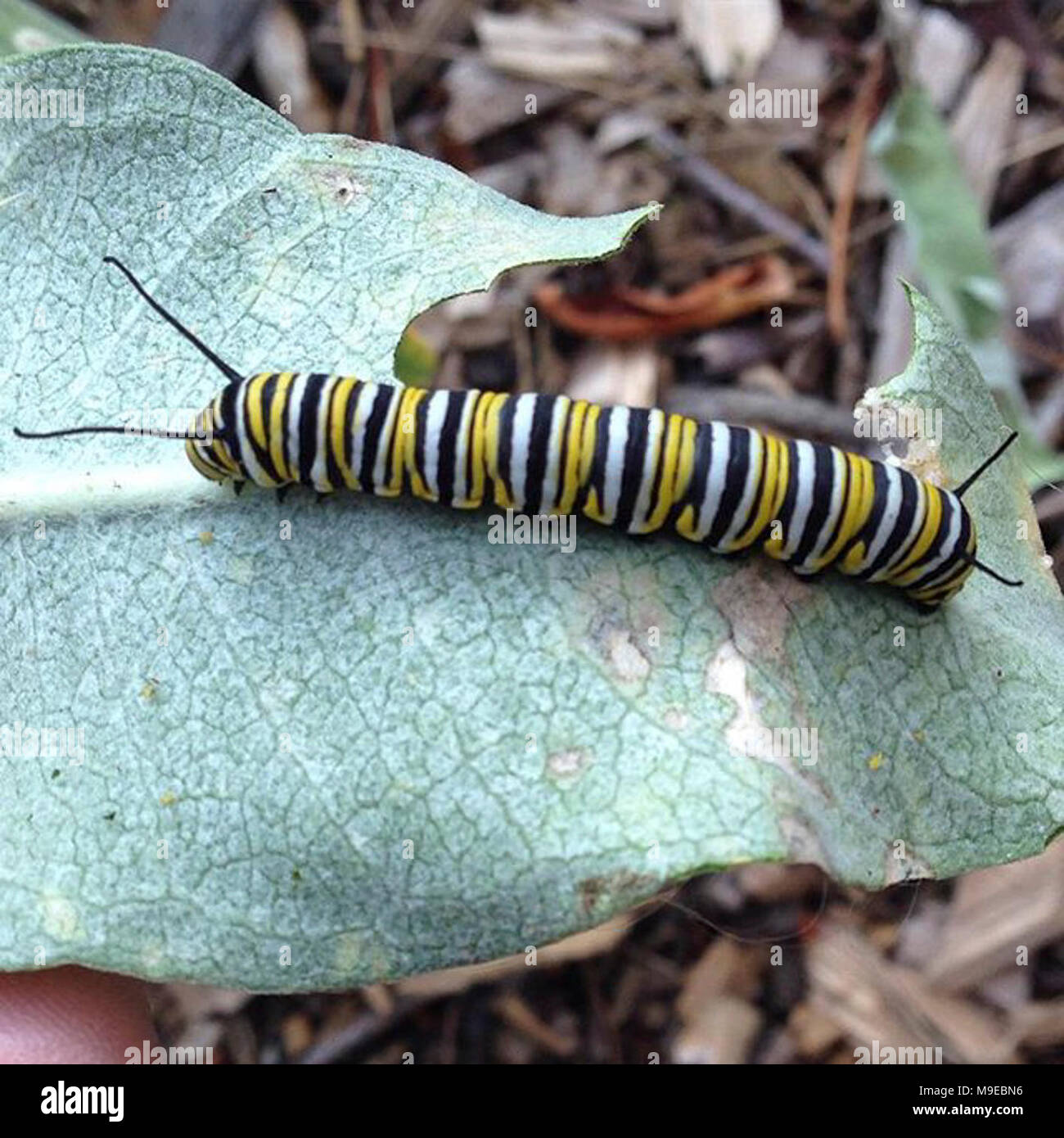 Quinn Caterpillar Corcoran California at Scott Drain blog