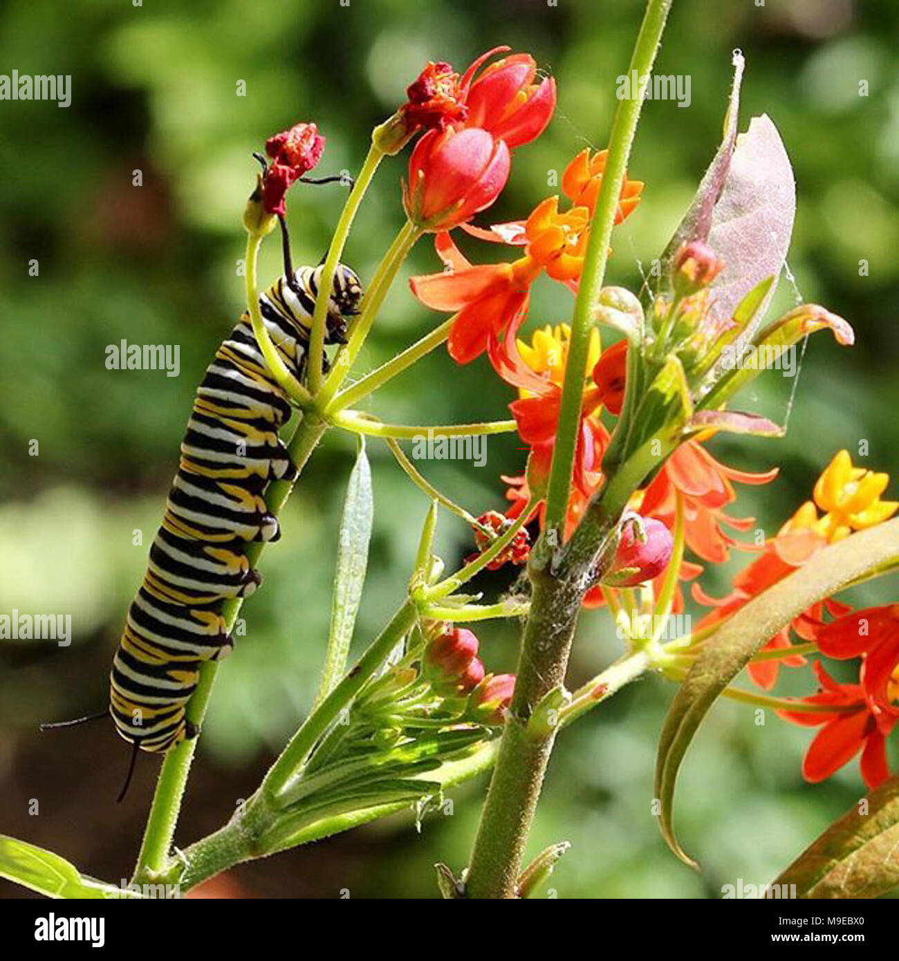 Share your monarchs hi-res stock photography and images - Alamy