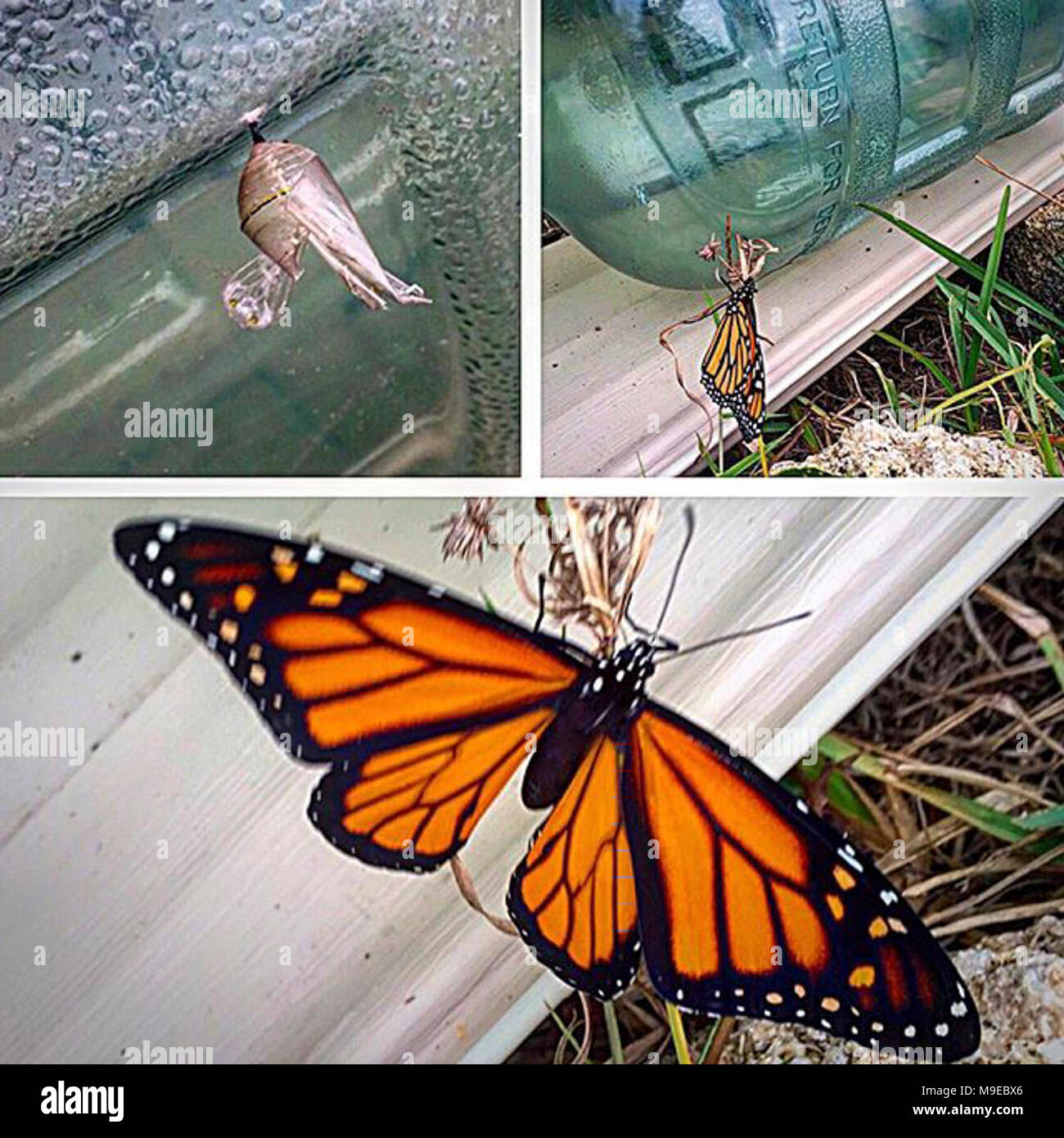Monarch Chrysalis and Butterfly in Florida Stock Photo - Alamy