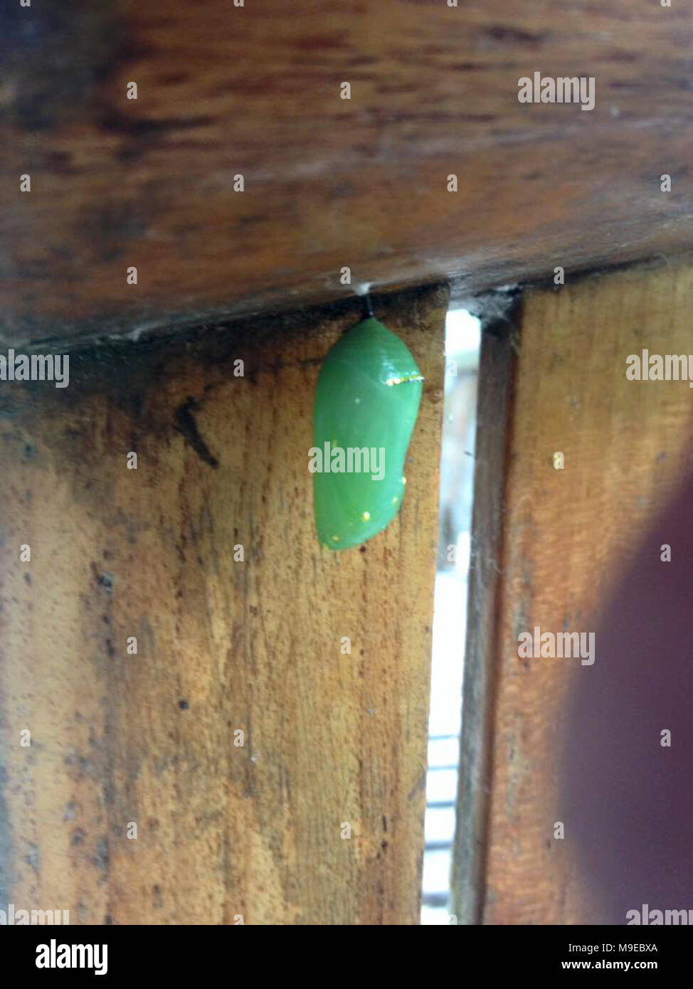 Monarch Chrysalis in California Stock Photo - Alamy