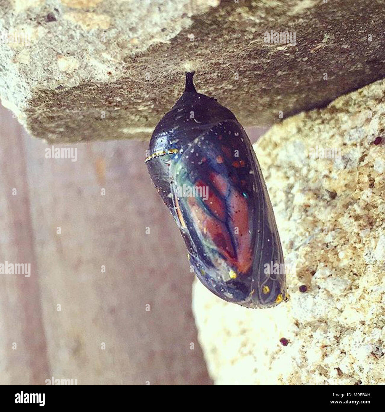 Monarch Chrysalis in Florida Stock Photo - Alamy