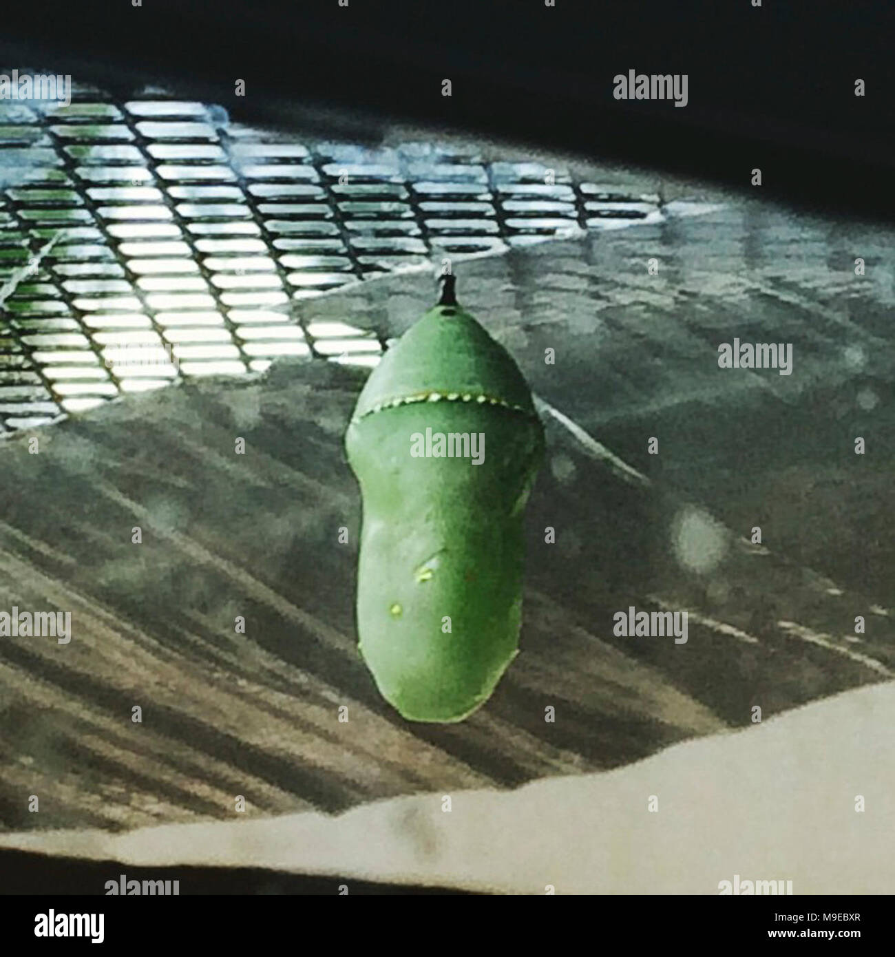 Monarch Chrysalis in Florida Stock Photo - Alamy