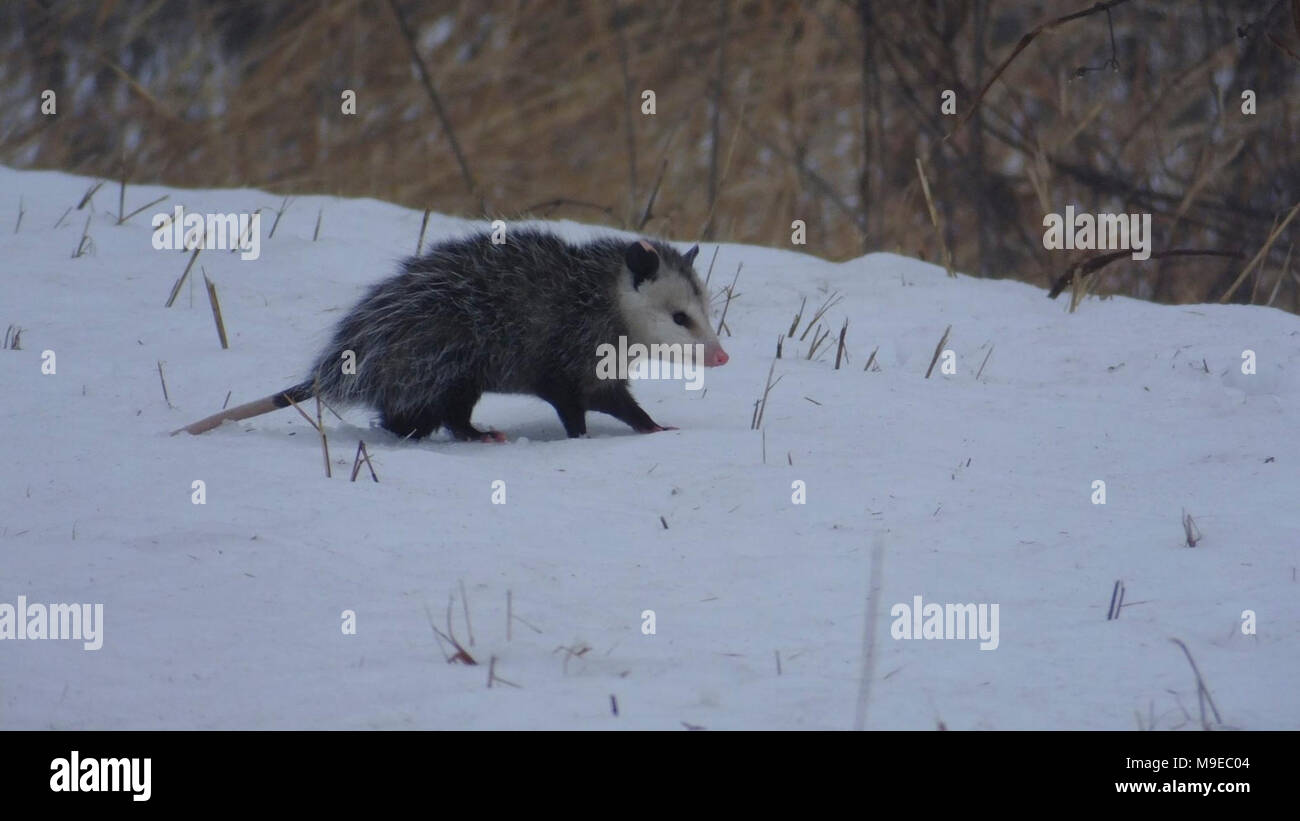 Opossum in the Snow Stock Photo - Alamy
