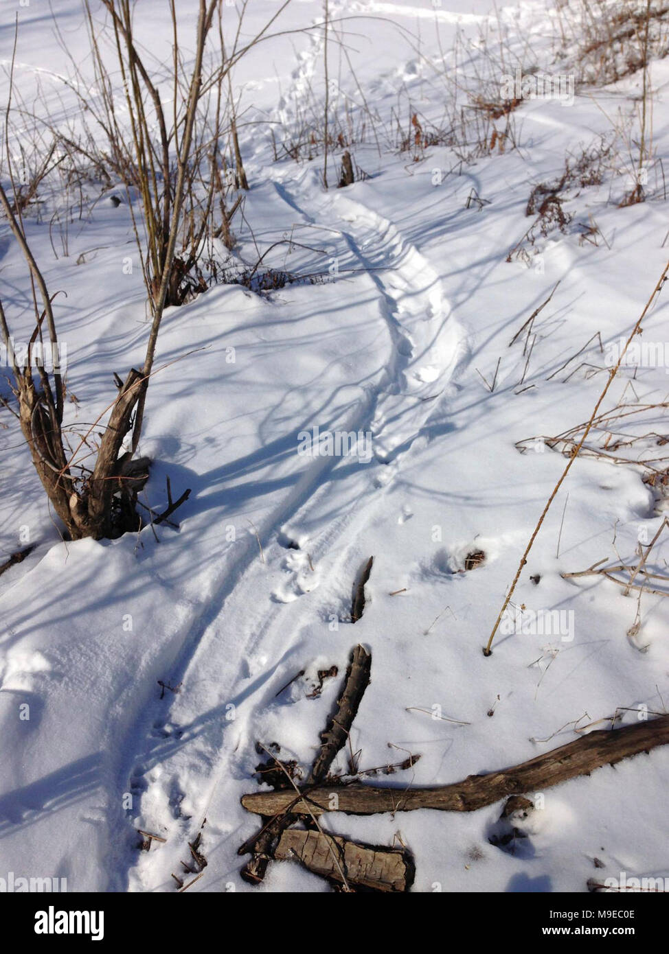 Otter habitat preservation hi-res stock photography and images - Alamy