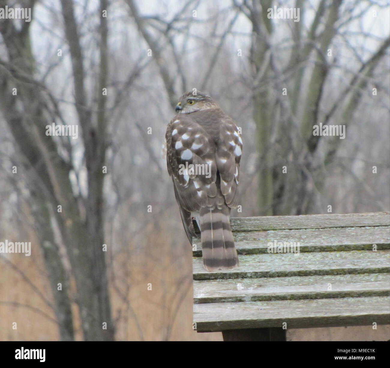 Two sharp shinned hawks hi-res stock photography and images - Alamy
