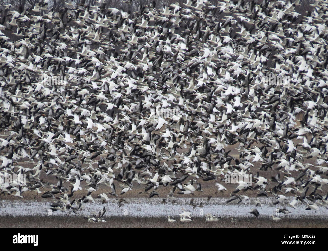 Snow Geese Migrating Stock Photo - Alamy