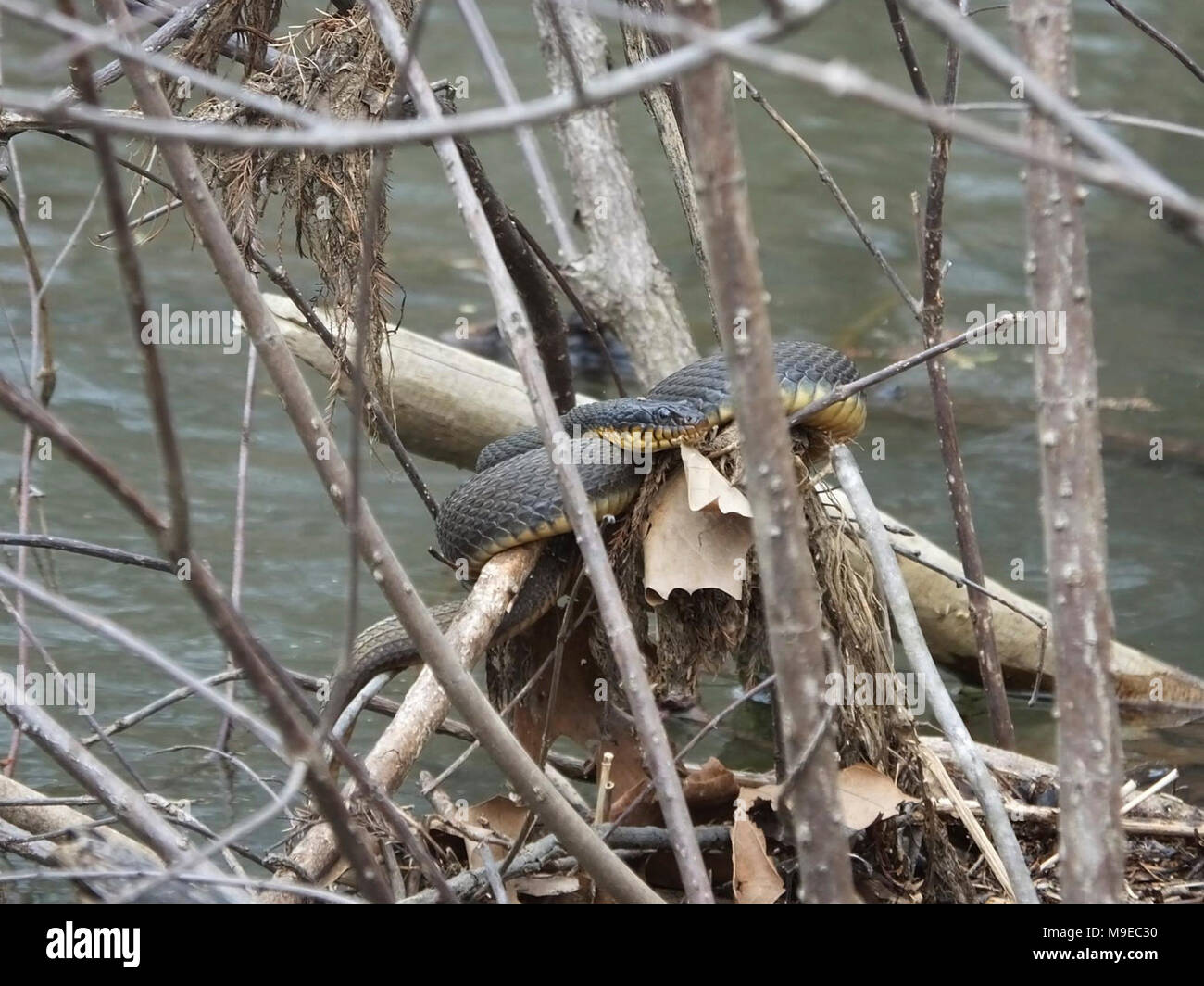 Yellow-bellied Water Snake Stock Photo - Alamy