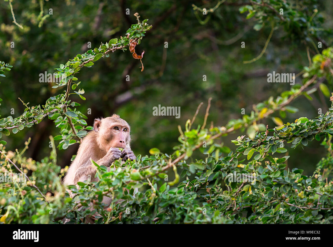 cute monkey eat manila tamarind on manila tamarind tree in forest of ...