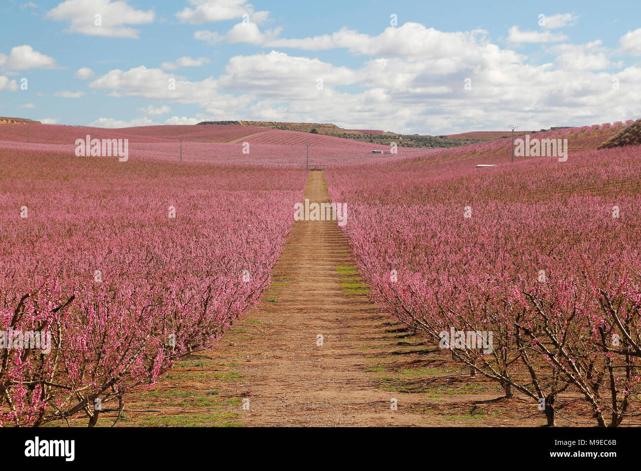 Peach fields in pink flower at spring, in Aitona, Catalonia, Spain ...