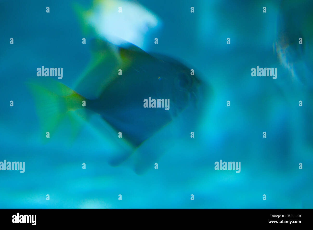 Blurred photo of fish, 3D effect, for backgrounds and textures Stock ...