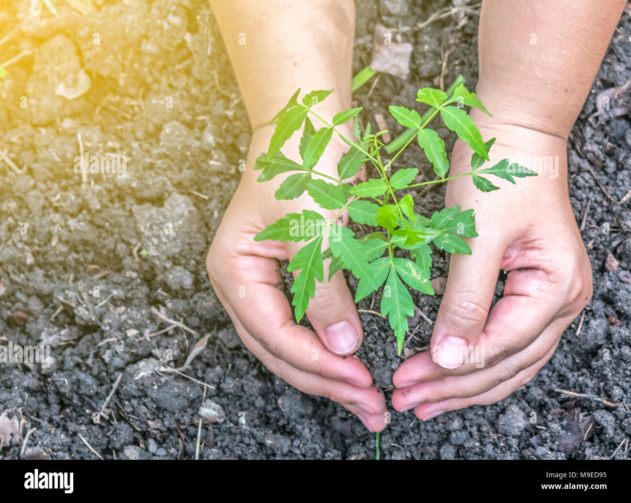 Two hands of the women holding the tree to plant in the prepared soil ...