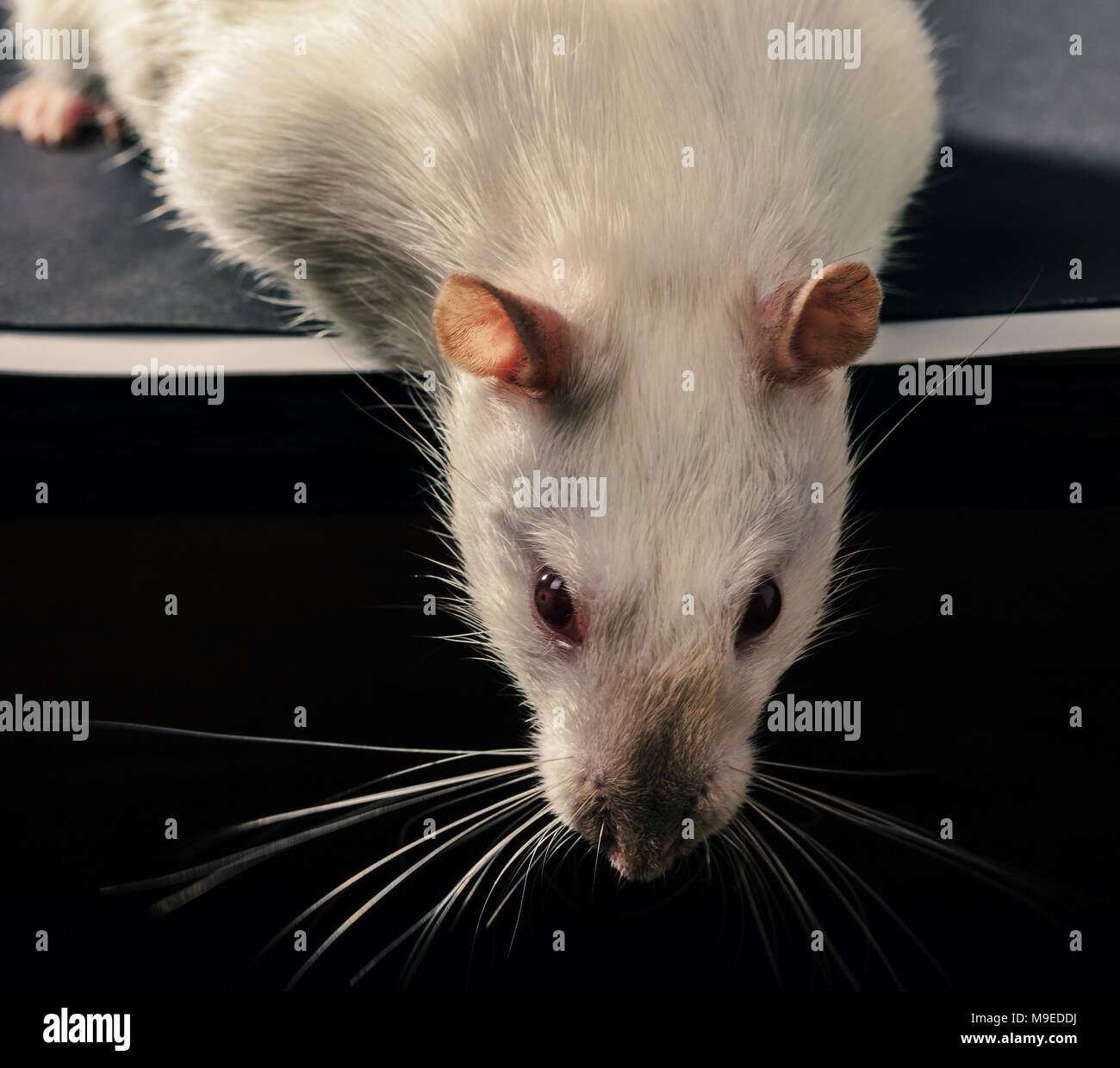 animal white rat close-up on a black background Stock Photo - Alamy