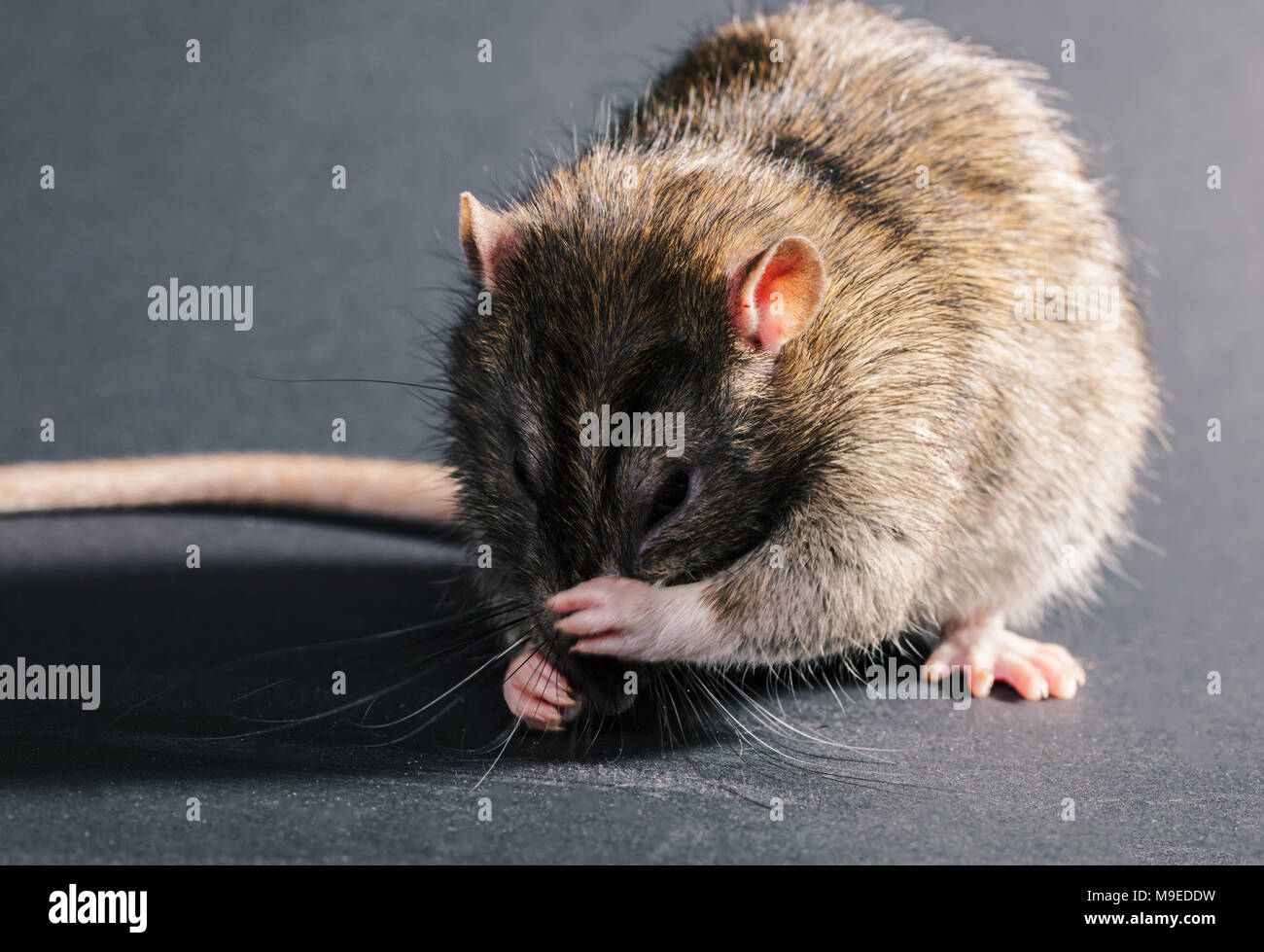 animal gray rat close-up on a black background Stock Photo - Alamy