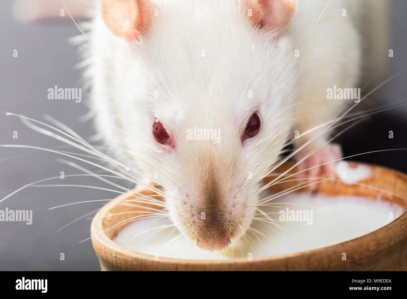 Black and white mouse animal hi-res stock photography and images - Alamy