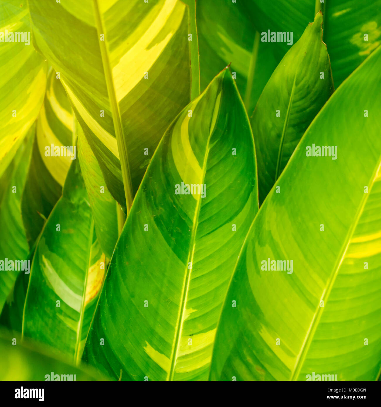 Greenery templates hi-res stock photography and images - Alamy
